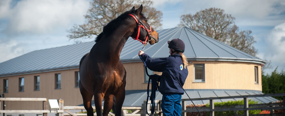 Liphook Equine Hospital | Ongoing Excellence