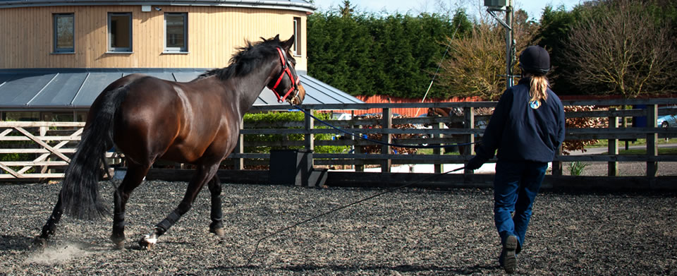 Liphook Equine Hospital | Ongoing Excellence