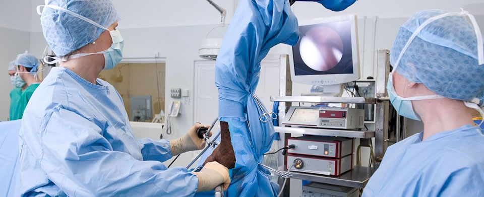 Liphook Equine Hospital | Ongoing Excellence