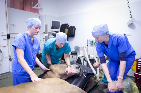 110804_liphook_0464 - Liphook Equine Hospital