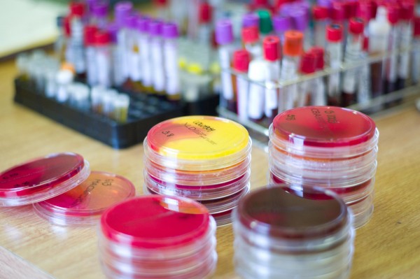 110804_liphook_0581 - Liphook Equine Hospital