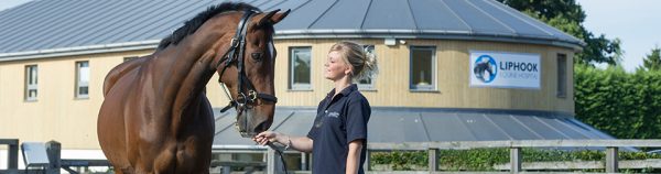 Hospital and Referrals | Liphook Equine Hospital | Ongoing Excellence