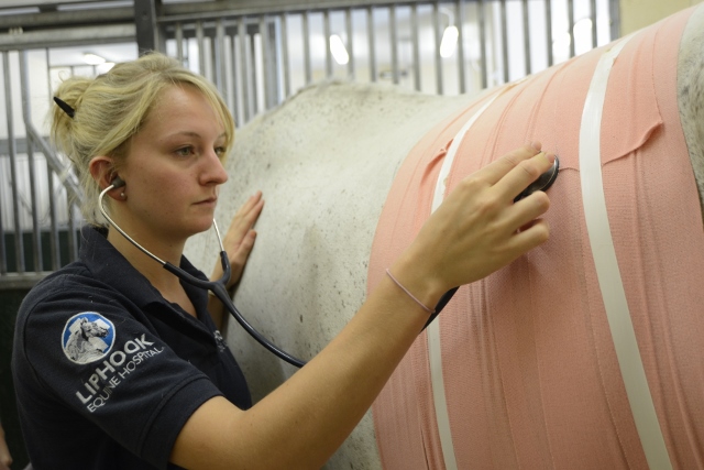 _DSC9042 (640x427) - Liphook Equine Hospital