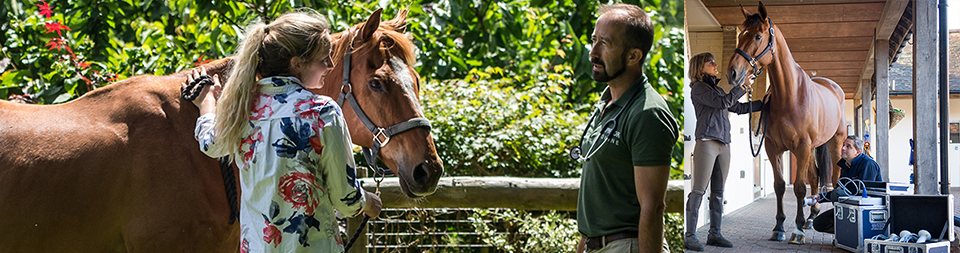 Liphook Equine Practice | Liphook Equine Hospital | Ongoing Excellence