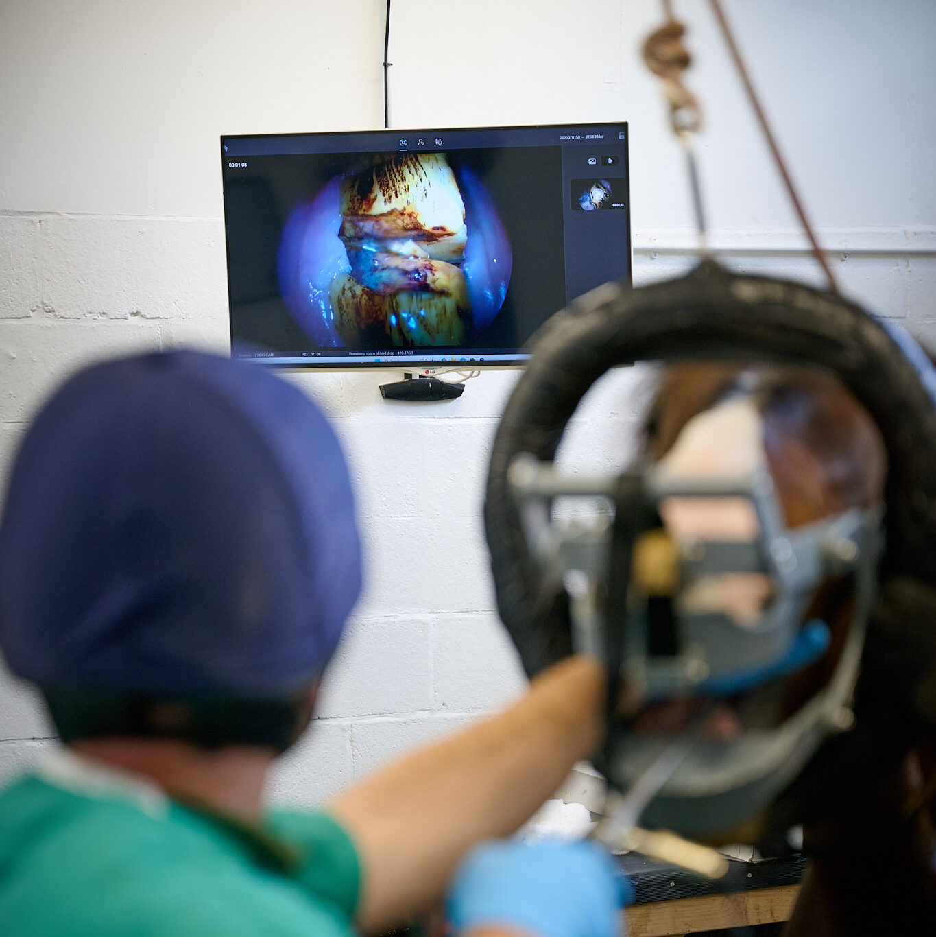 Dental Procedures - Liphook Equine Hospital